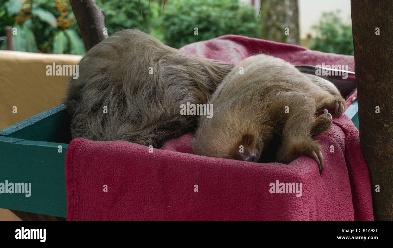 Wet sloth hi-res stock photography and images - Alamy