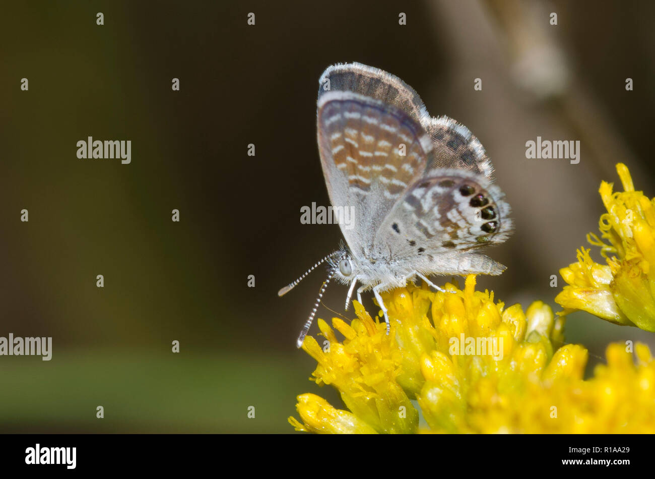 Western pygmy blue butterfly hi-res stock photography and images - Alamy