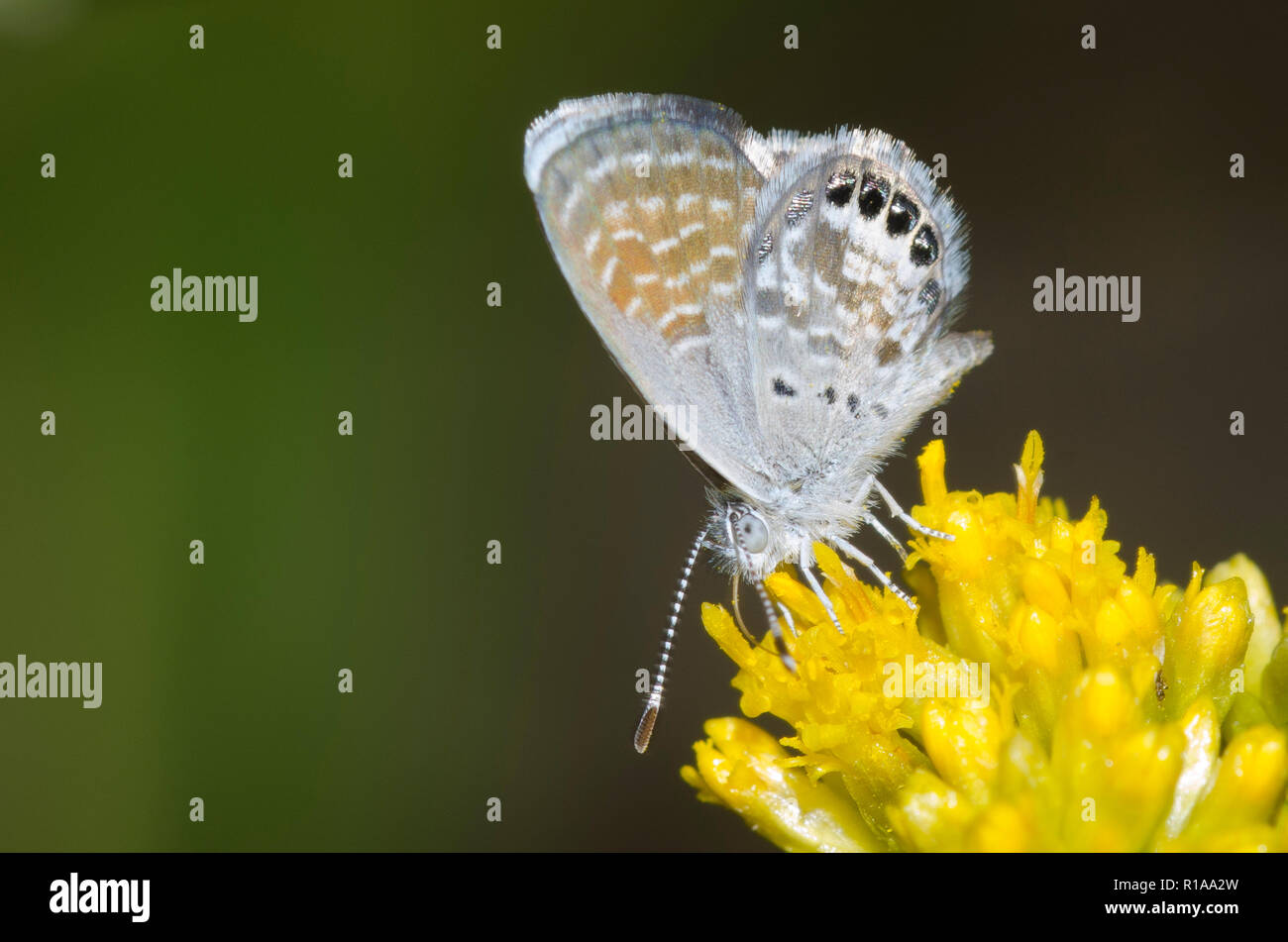 Eastern Pygmy Blue Butterfly
