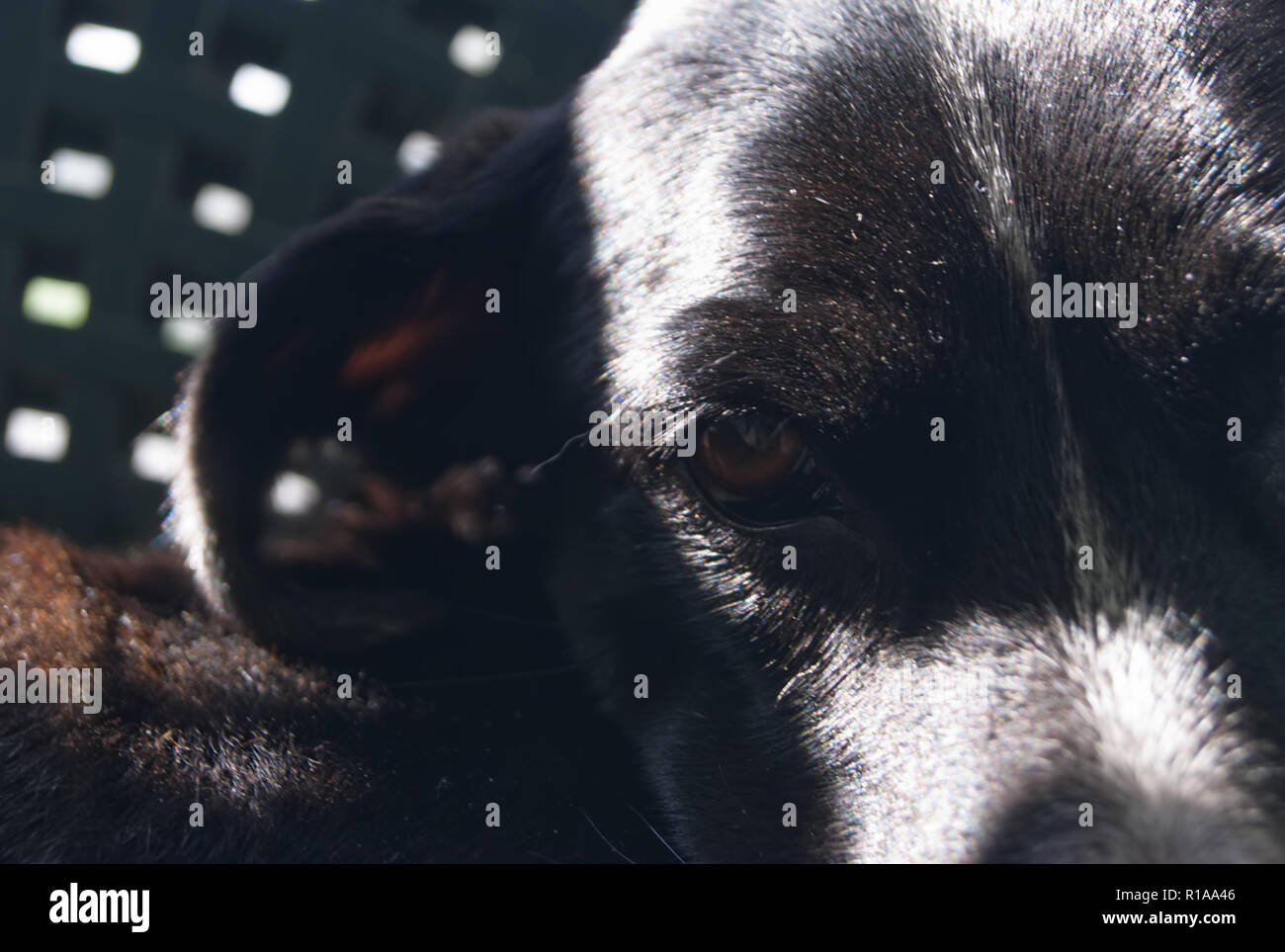 Deep and intense look of black domestic dog in close-up focus Stock ...