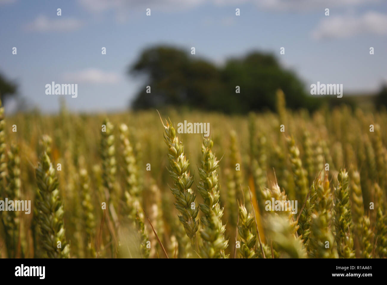 Wheat fields in July in Southern England Stock Photo - Alamy
