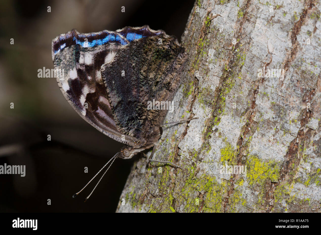 Mexican Bluewing, Myscelia ethusa Stock Photo - Alamy
