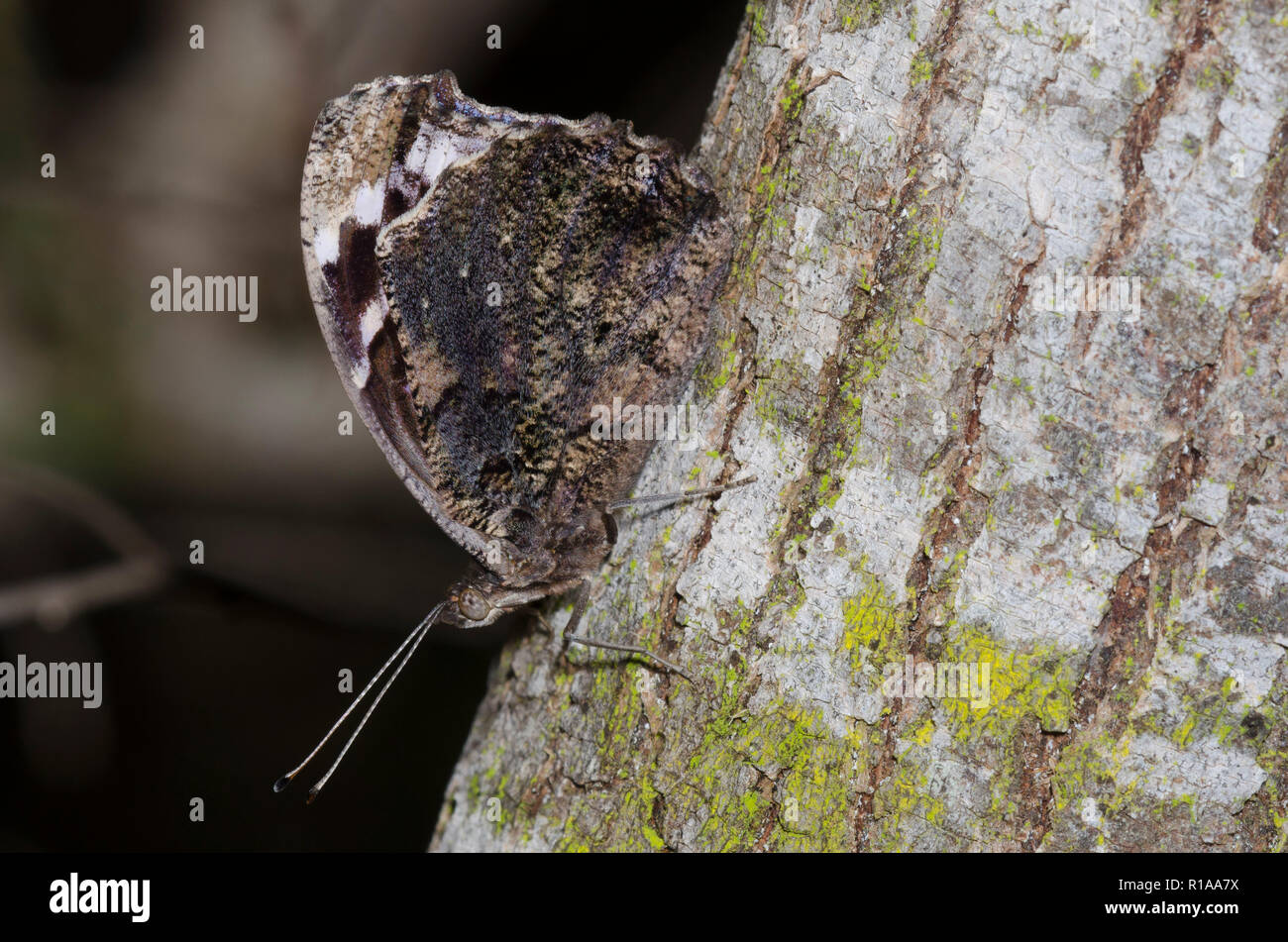 Mexican Bluewing, Myscelia ethusa Stock Photo - Alamy