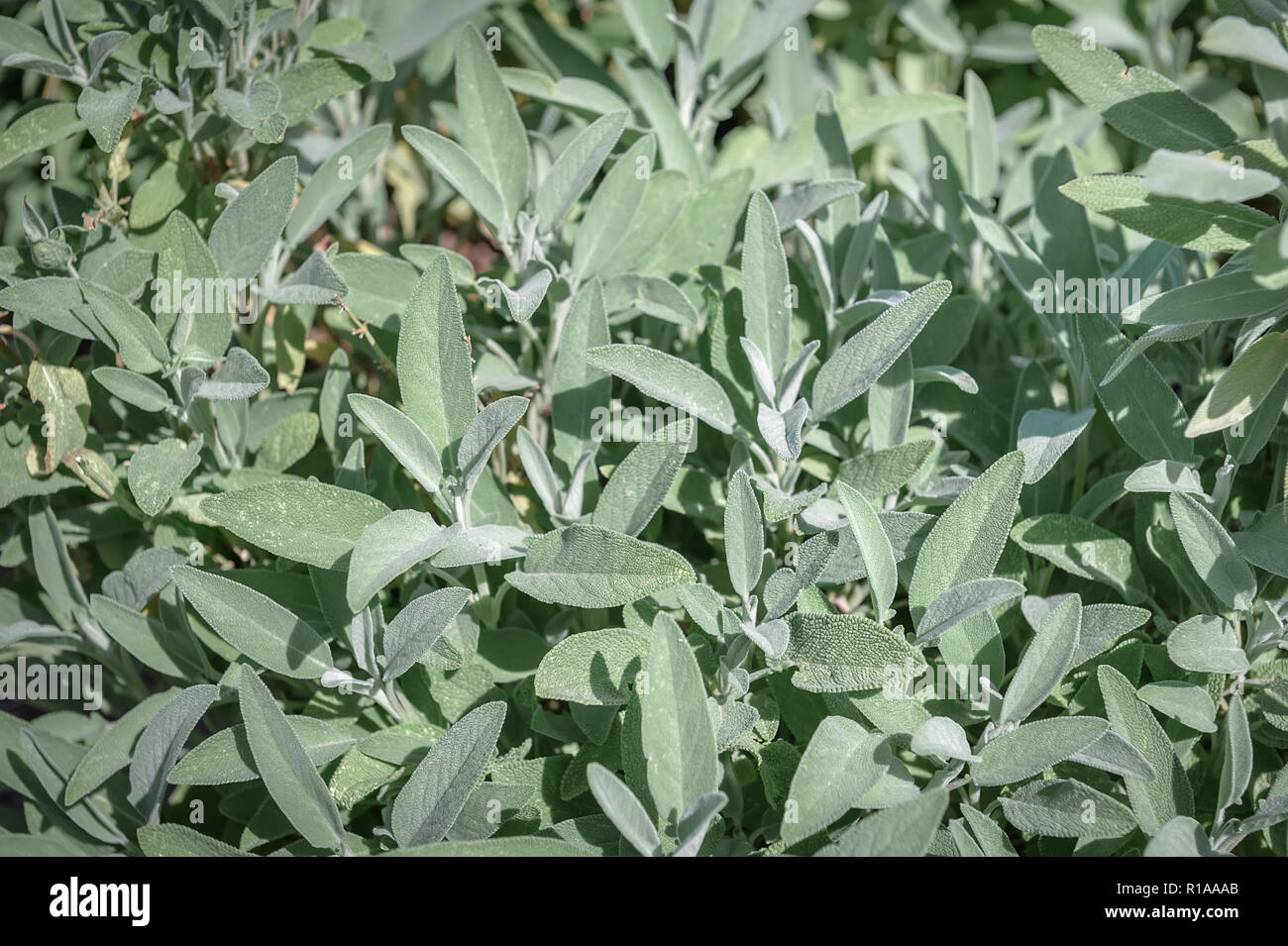 Sage plants hi-res stock photography and images - Alamy