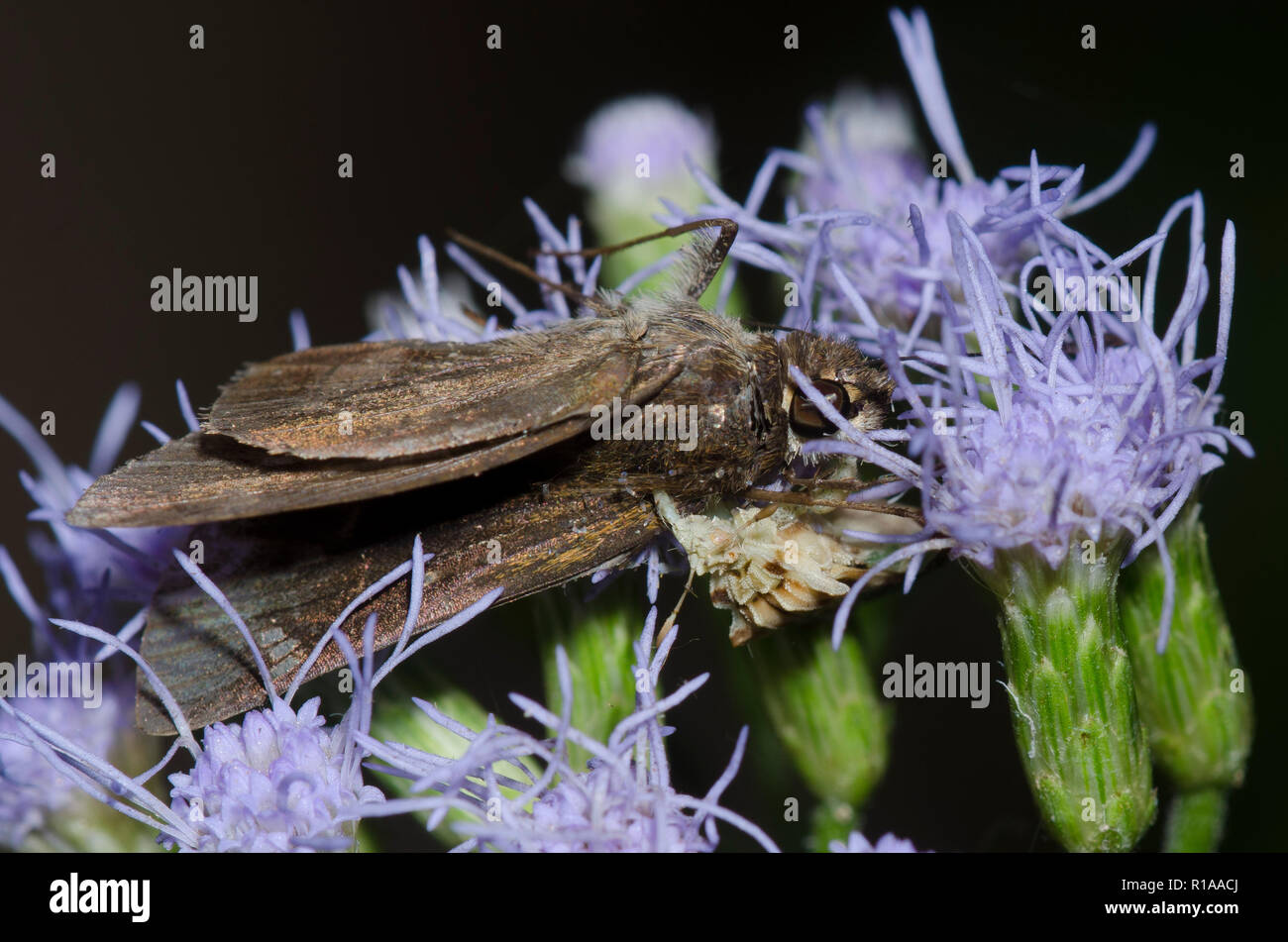 Phymata sp hi-res stock photography and images - Alamy
