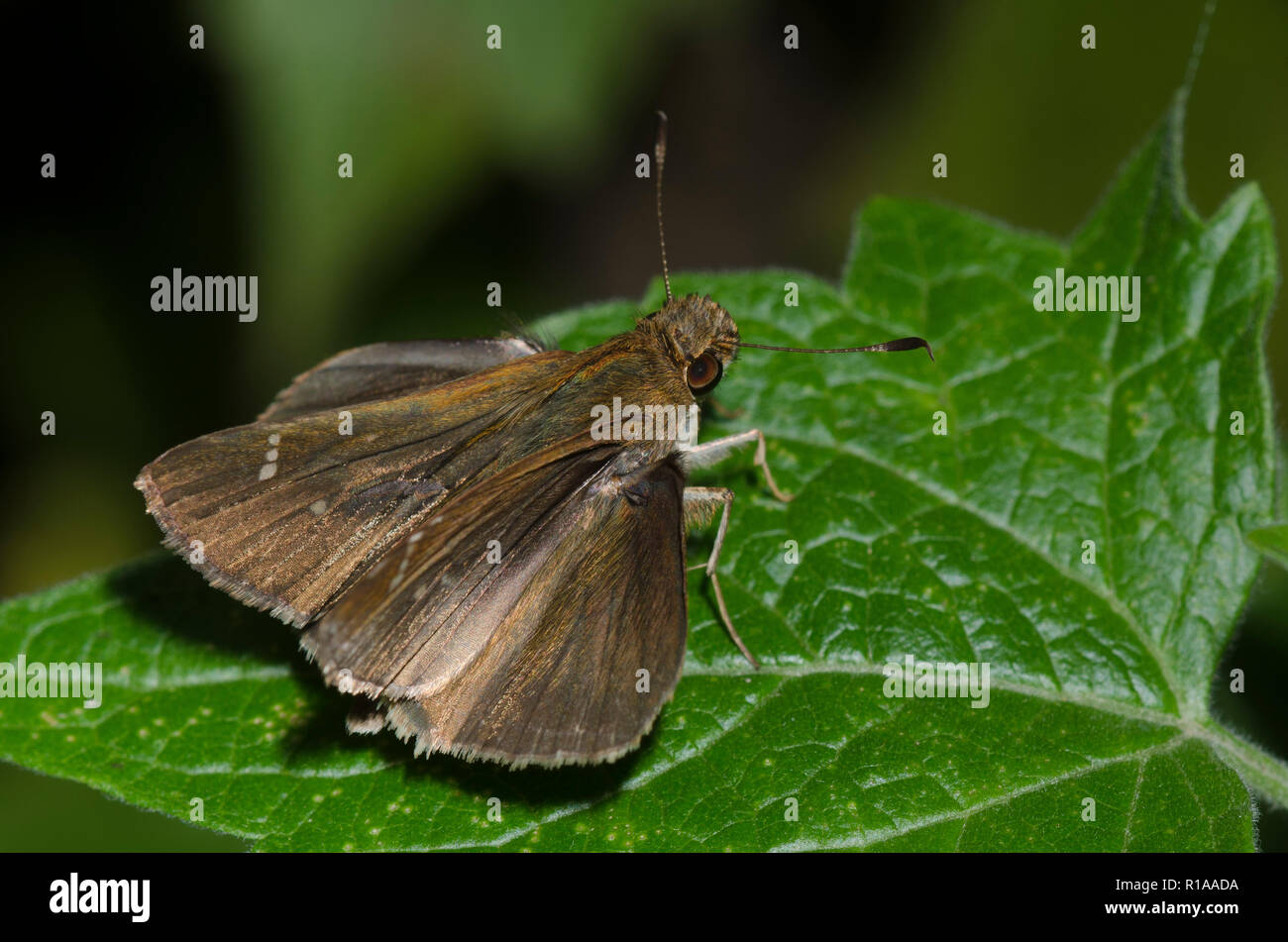 Ocherous Skipper, Lerema ochrius, male Stock Photo - Alamy