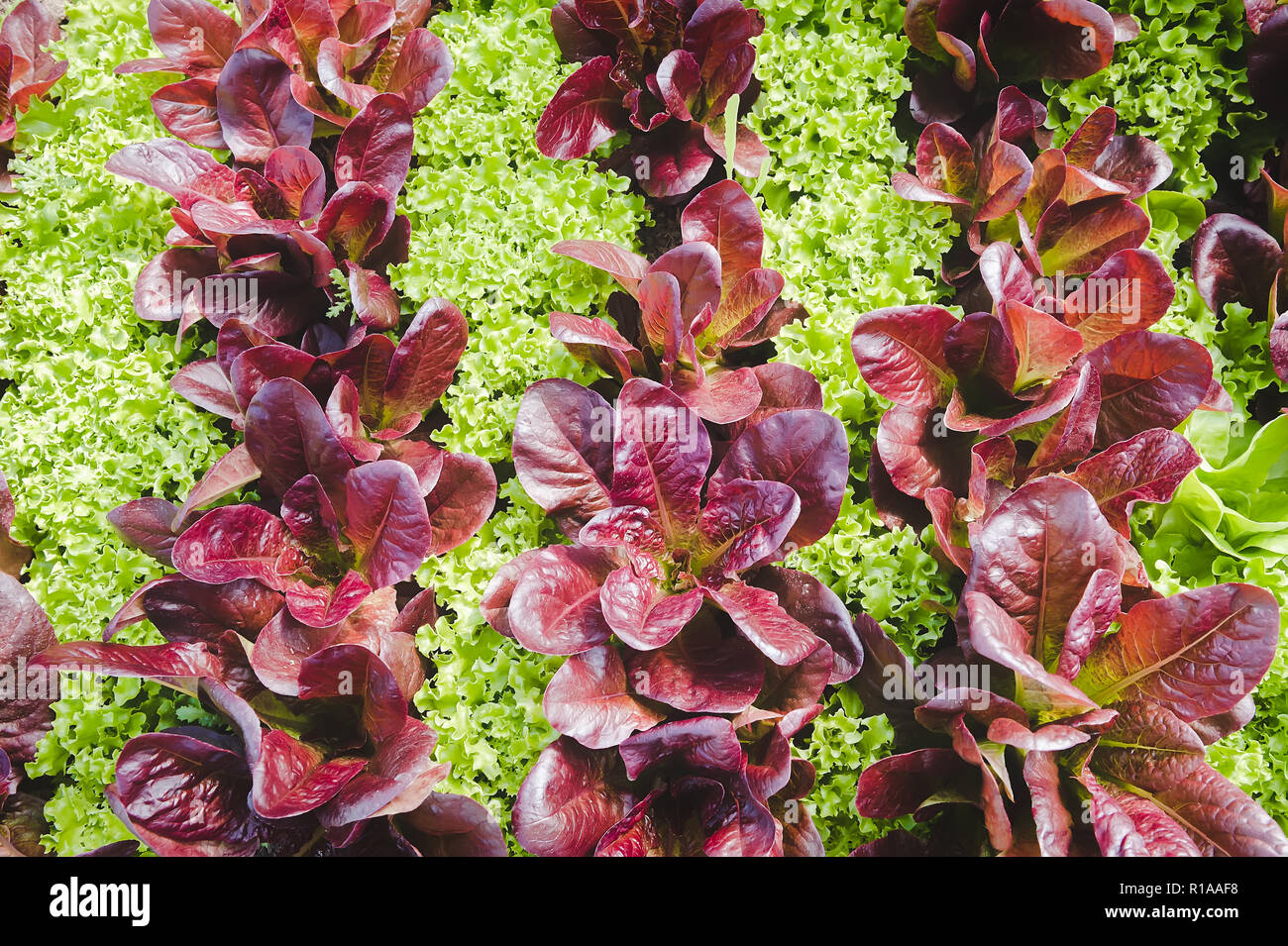 Alternating leaves hi-res stock photography and images - Alamy