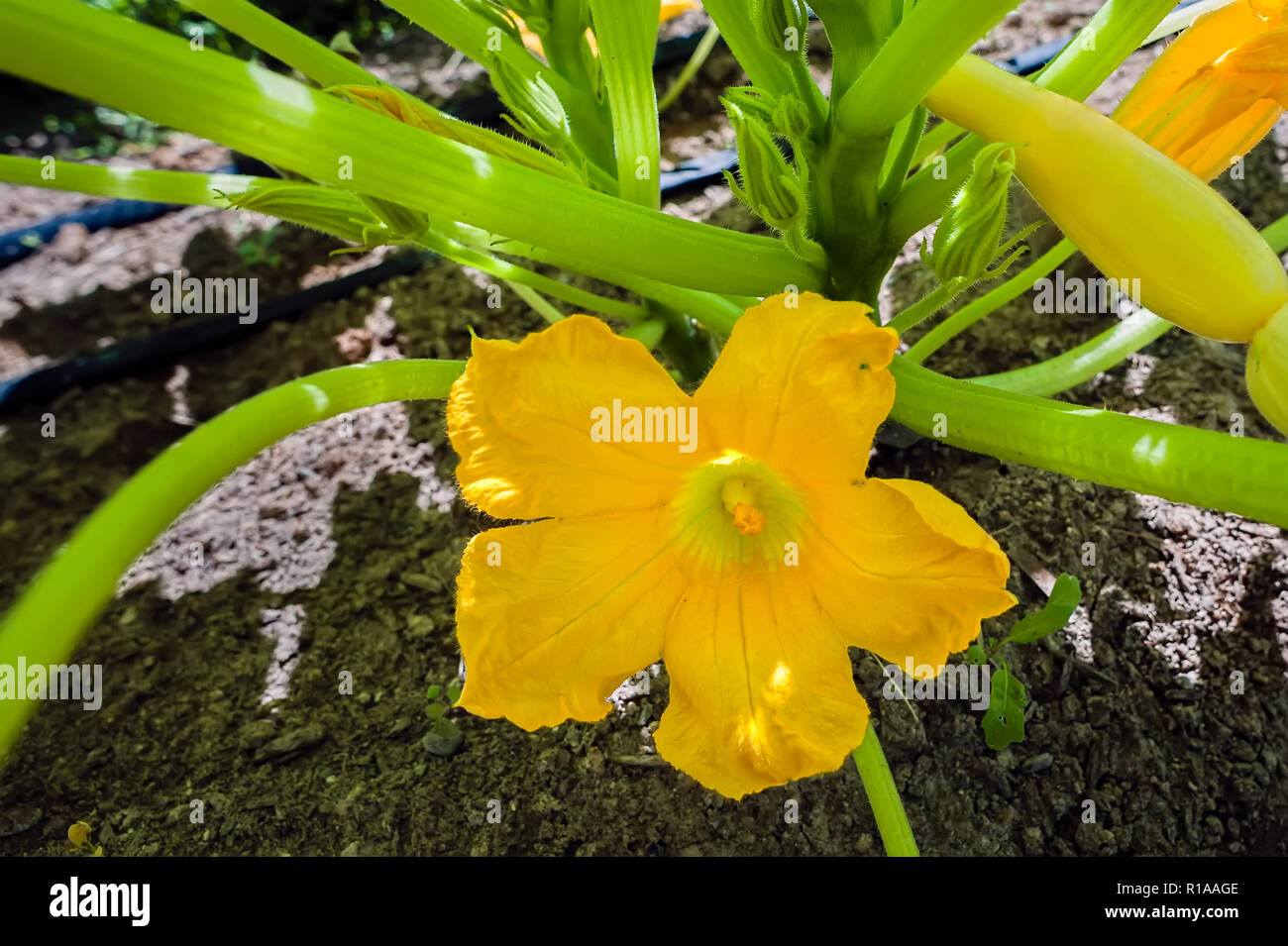 Summer squash blossom Stock Photo - Alamy
