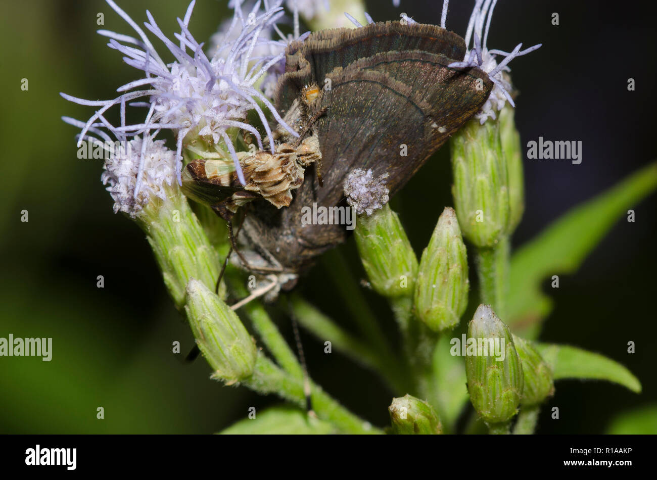 Phymata sp hi-res stock photography and images - Alamy
