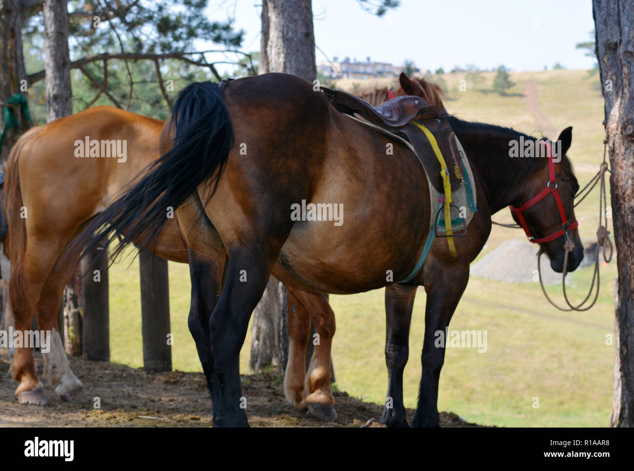 Horses ready to ride hi-res stock photography and images - Alamy