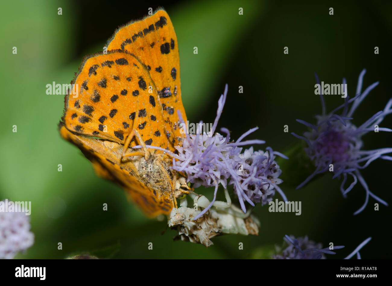 Phymata sp hi-res stock photography and images - Alamy