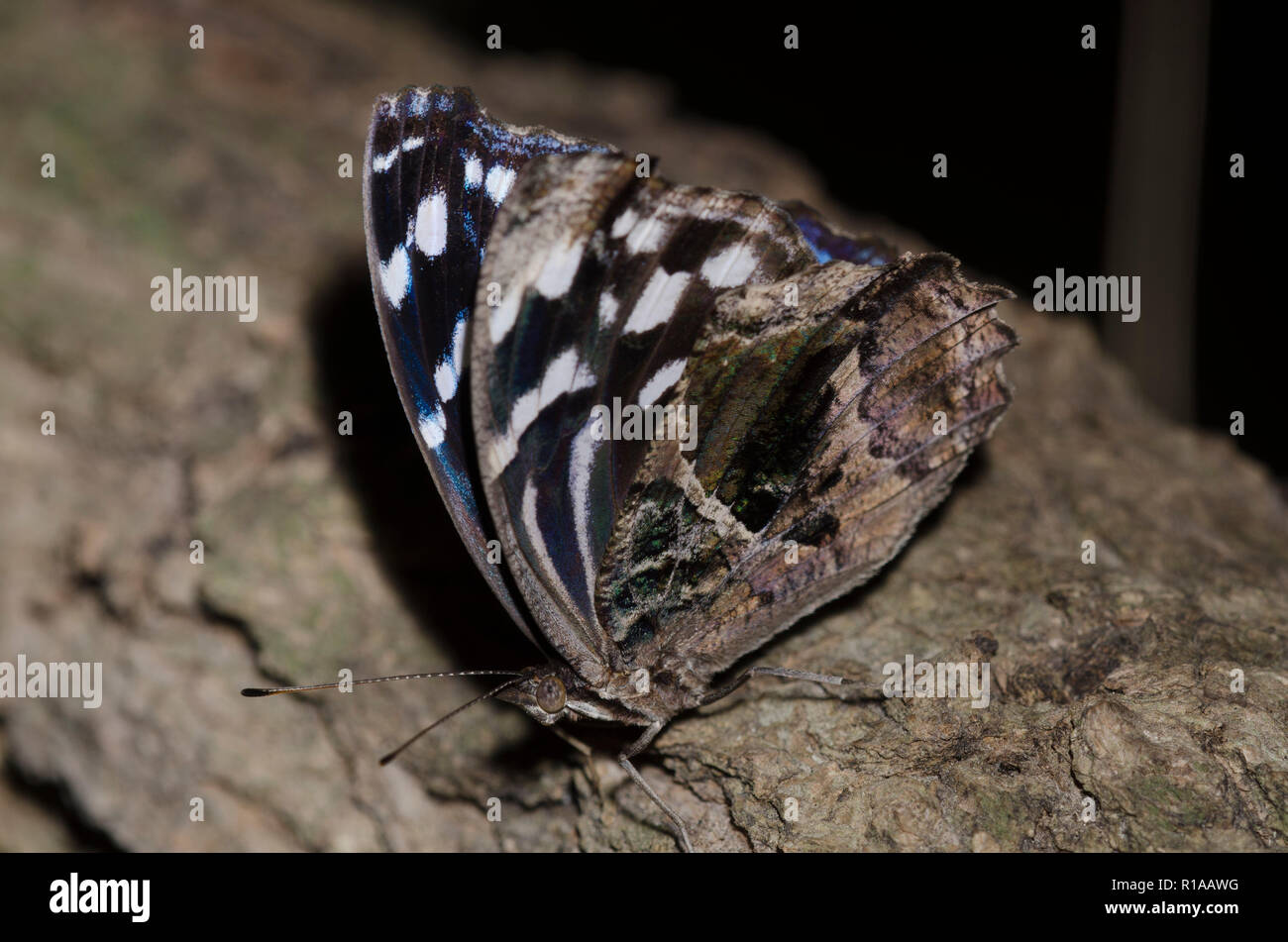 Mexican Bluewing, Myscelia ethusa Stock Photo - Alamy