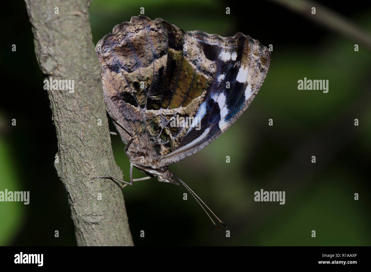 Mexican Bluewing, Myscelia ethusa Stock Photo - Alamy