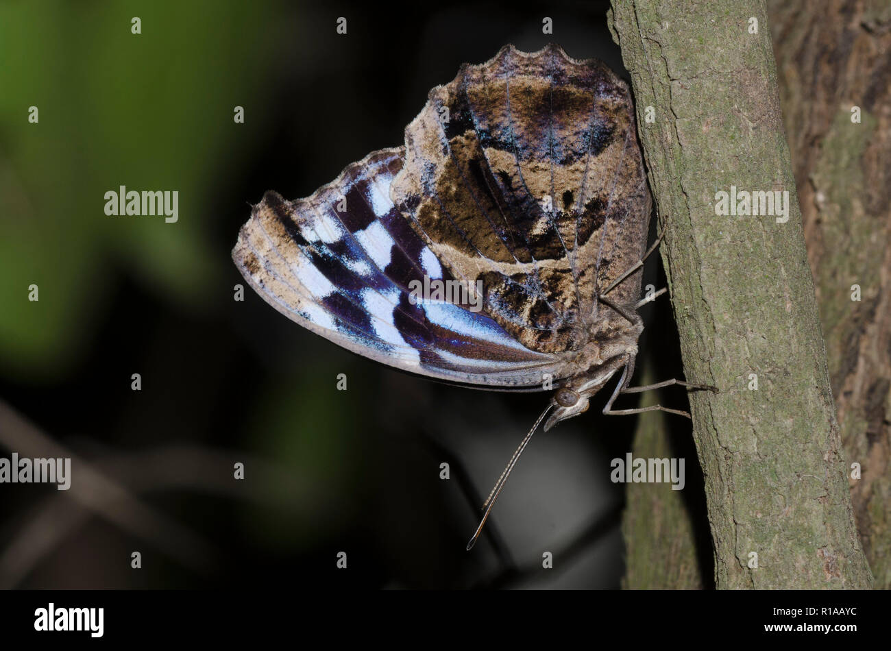 Mexican Bluewing, Myscelia ethusa Stock Photo - Alamy