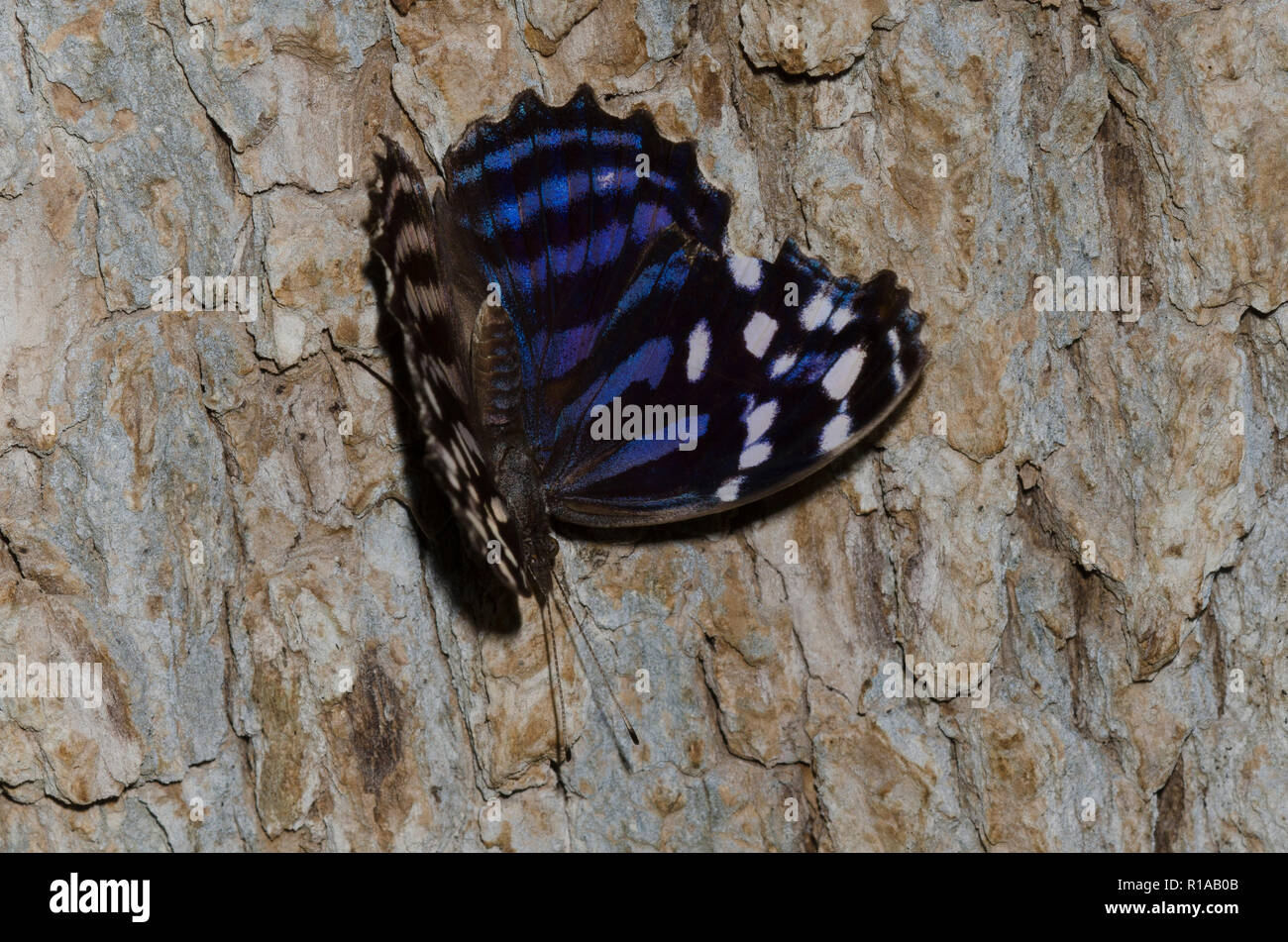 Mexican Bluewing, Myscelia ethusa Stock Photo - Alamy
