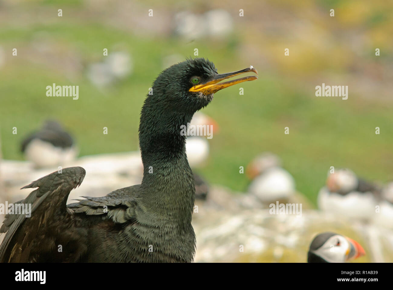 Shag species hi-res stock photography and images - Alamy