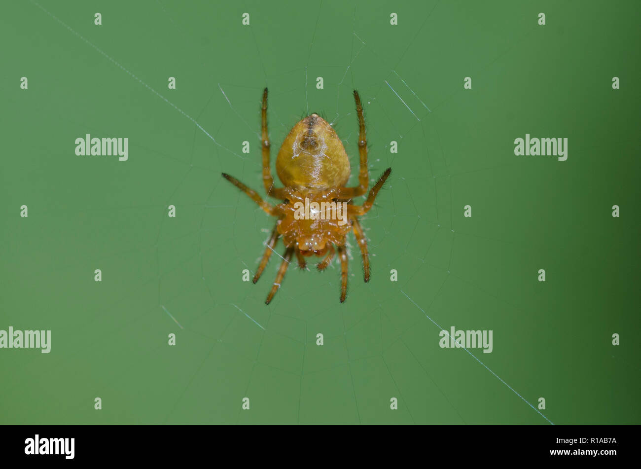 Araneidae hi-res stock photography and images - Alamy