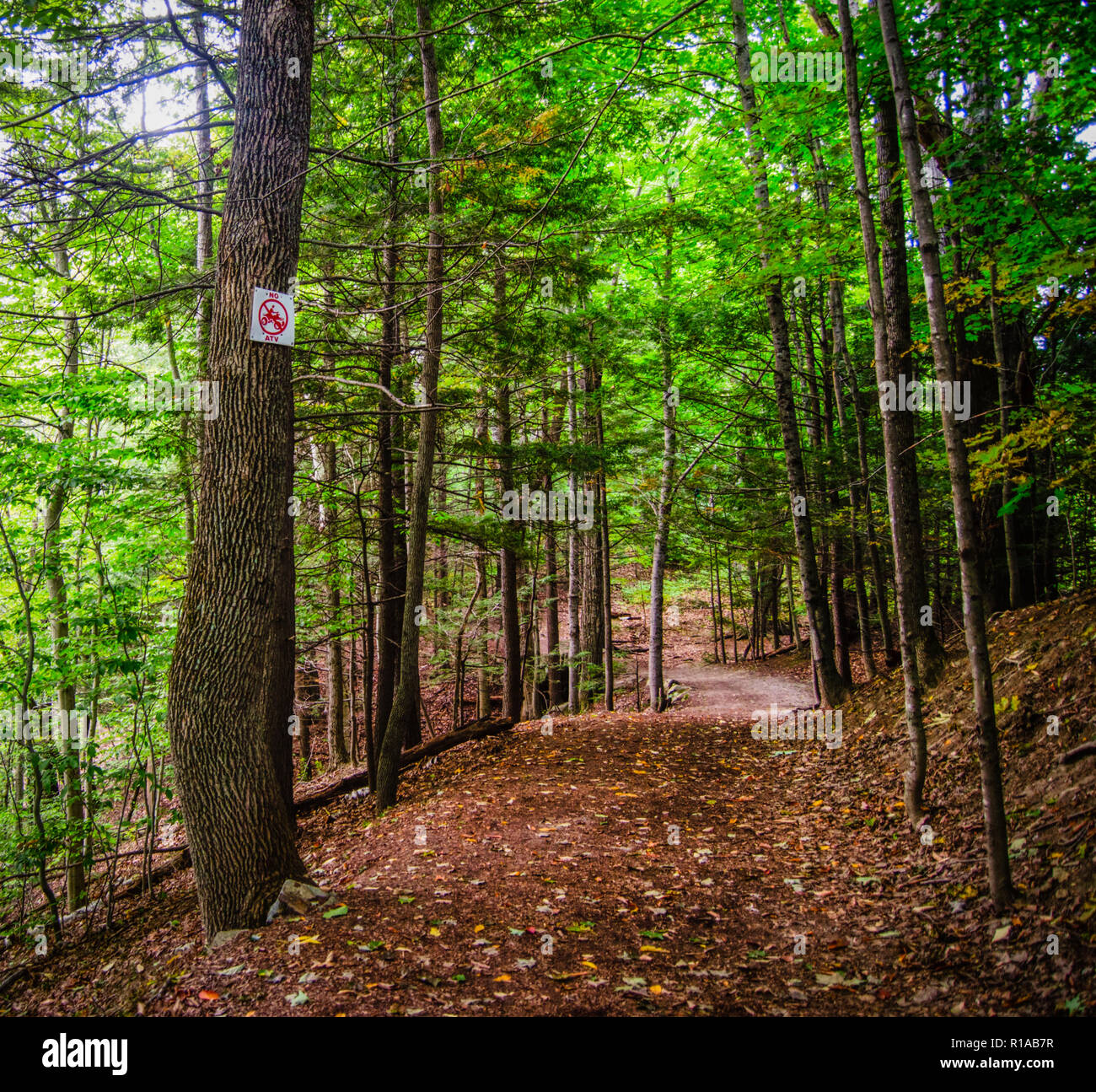A tree-lined path in the woods Stock Photo - Alamy