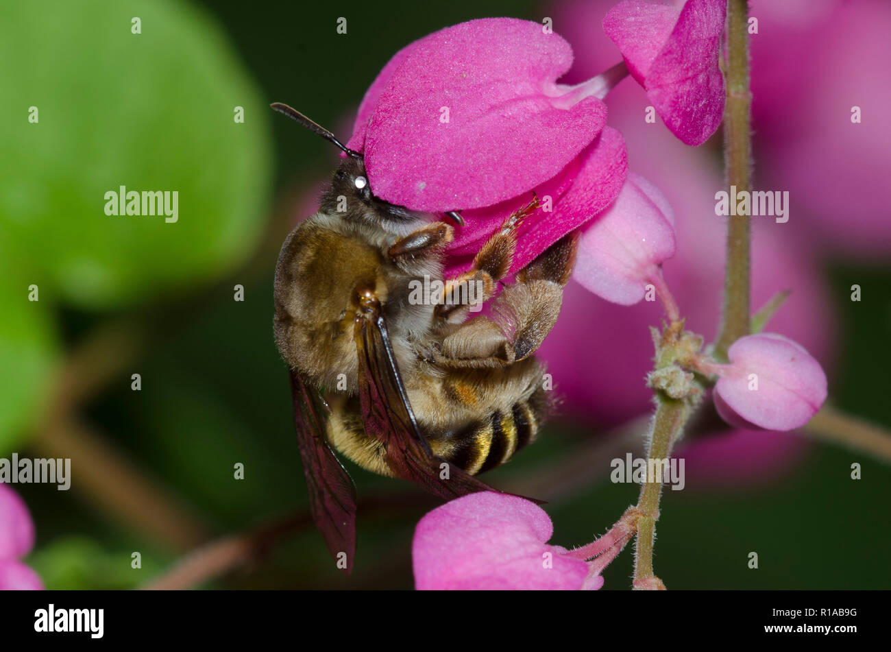 Mexican Feather-tongued Bee, Ptiloglossa mexicana, female on coral vine ...