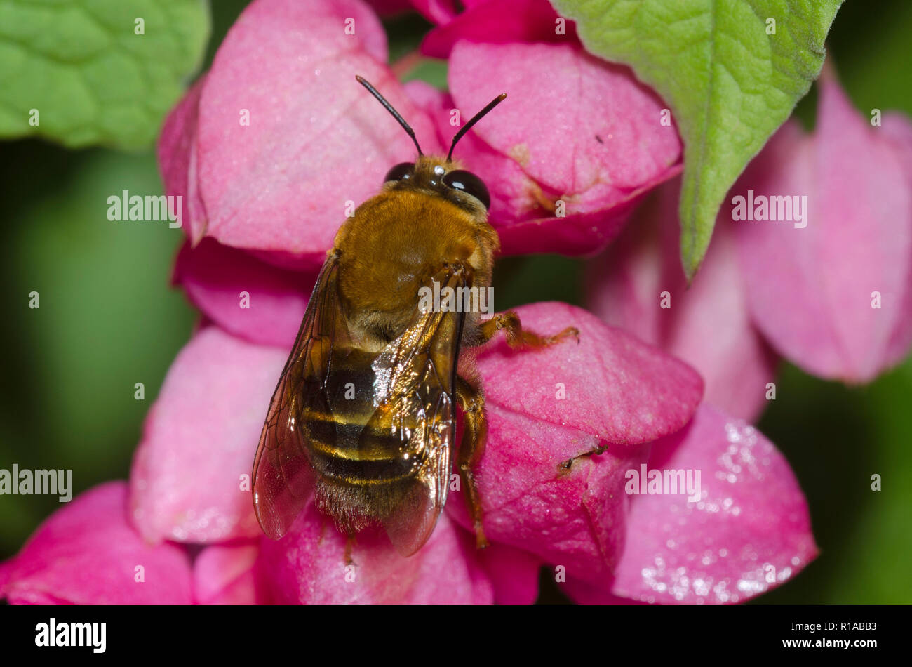 Mexican feather tongued bee hi-res stock photography and images - Alamy