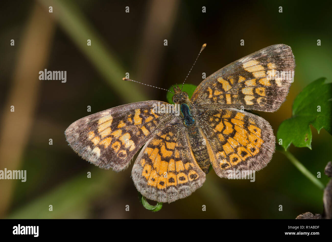 Texas Crescent High Resolution Stock Photography and Images - Alamy