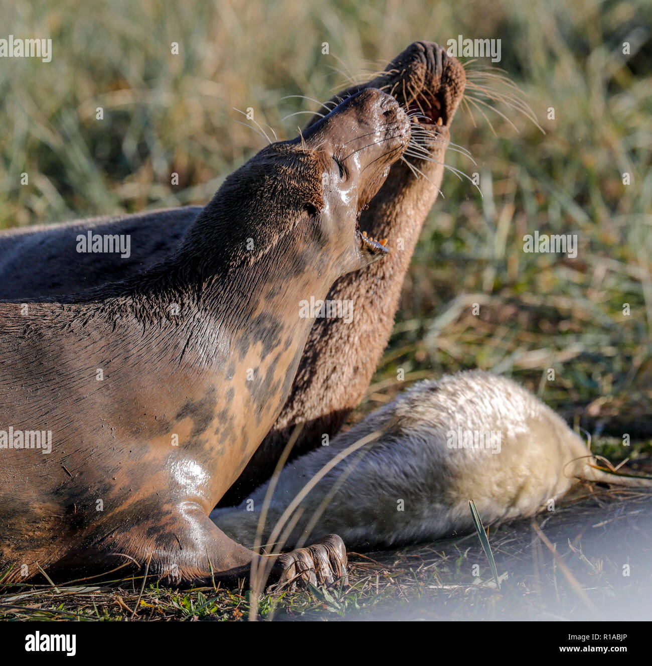 Grey Seals Fighting (Halicheorus grypus Stock Photo - Alamy