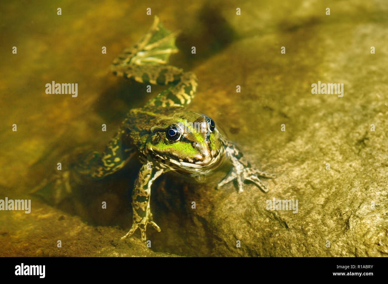 edible frog in muddy water Stock Photo - Alamy