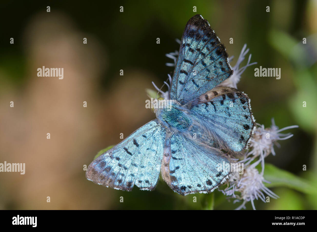 Blue Metalmark, Lasaia sula, male on mist flower, Conoclinium sp Stock ...