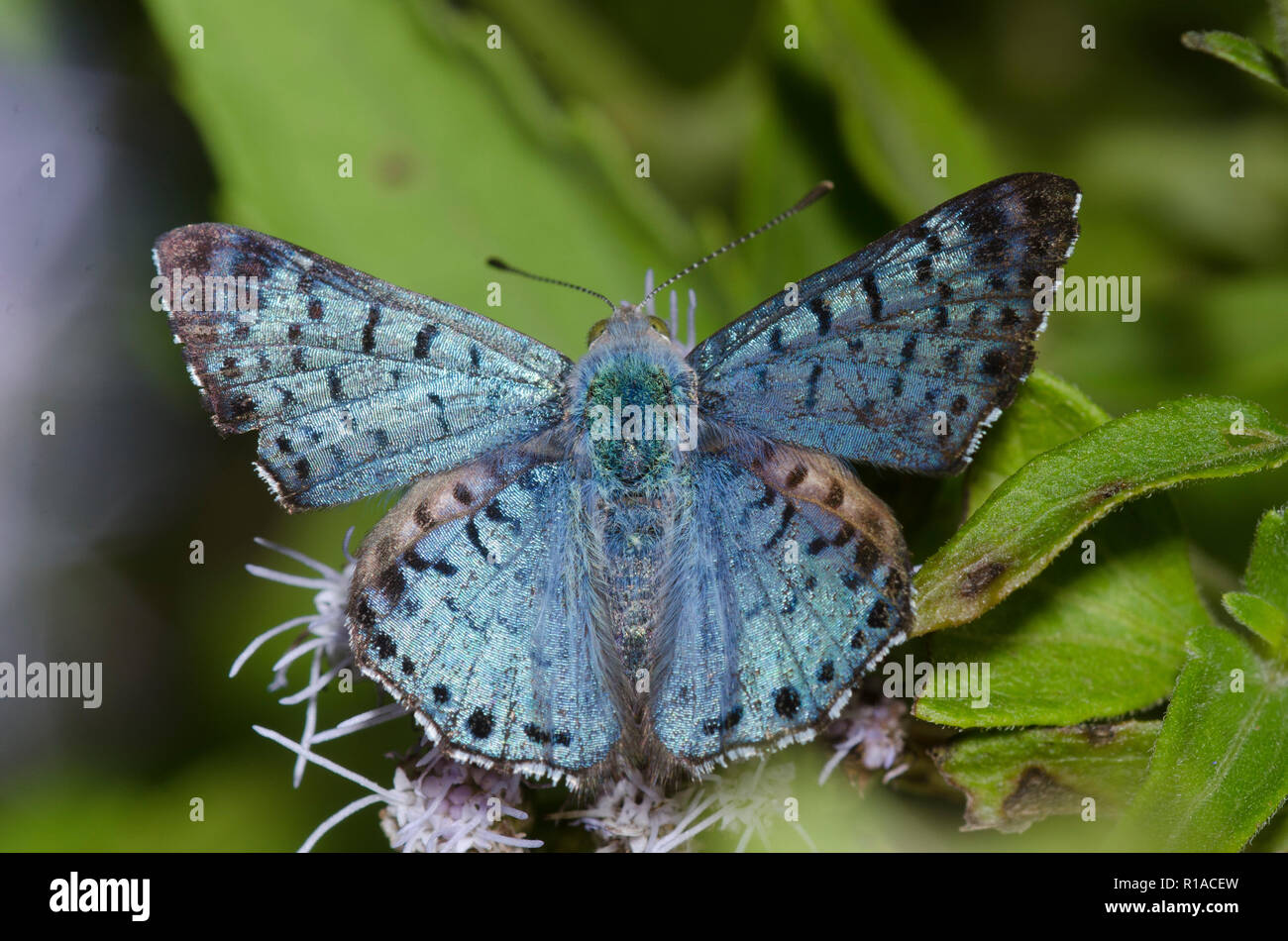 Blue metalmark butterfly hi-res stock photography and images - Alamy