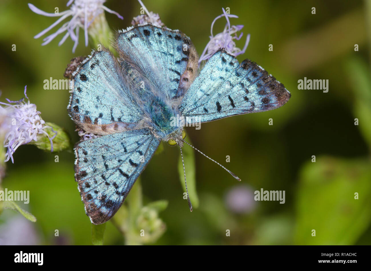 Blue Metalmark, Lasaia sula, male on mist flower, Conoclinium sp Stock ...