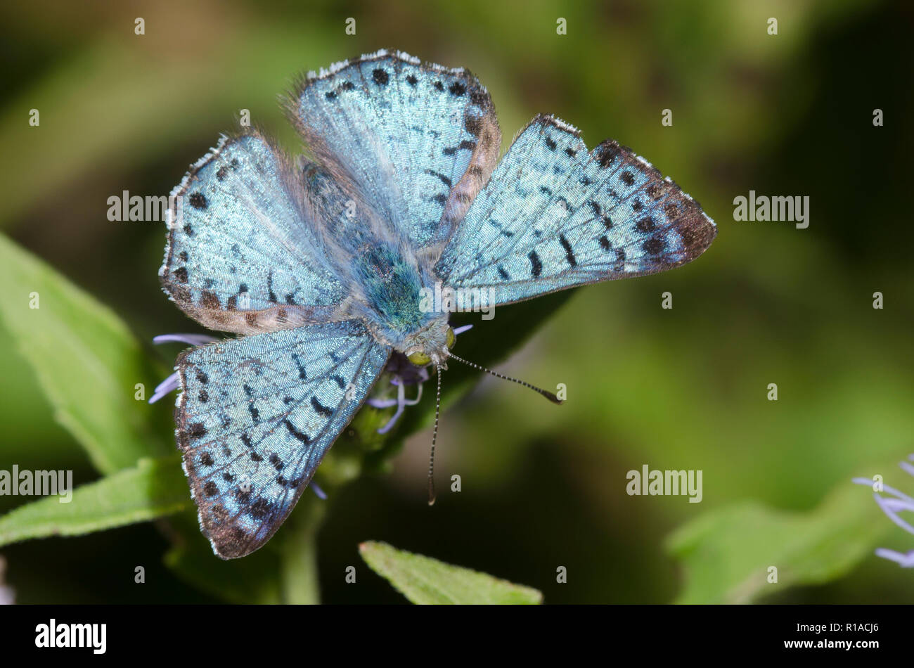 Blue Metalmark, Lasaia sula, male on mist flower, Conoclinium sp Stock ...