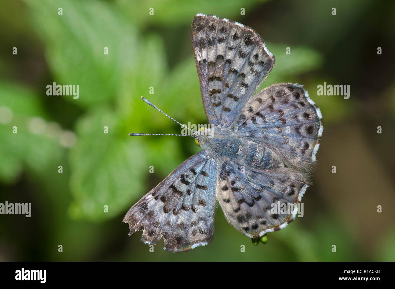 Blue Metalmark, Lasaia sula, female Stock Photo - Alamy