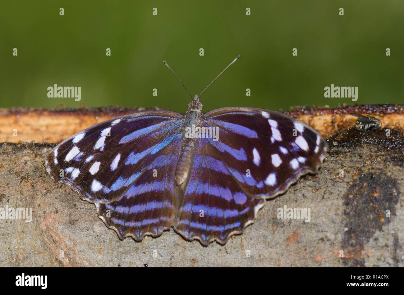 Mexican Bluewing, Myscelia ethusa, male at bait station Stock Photo - Alamy