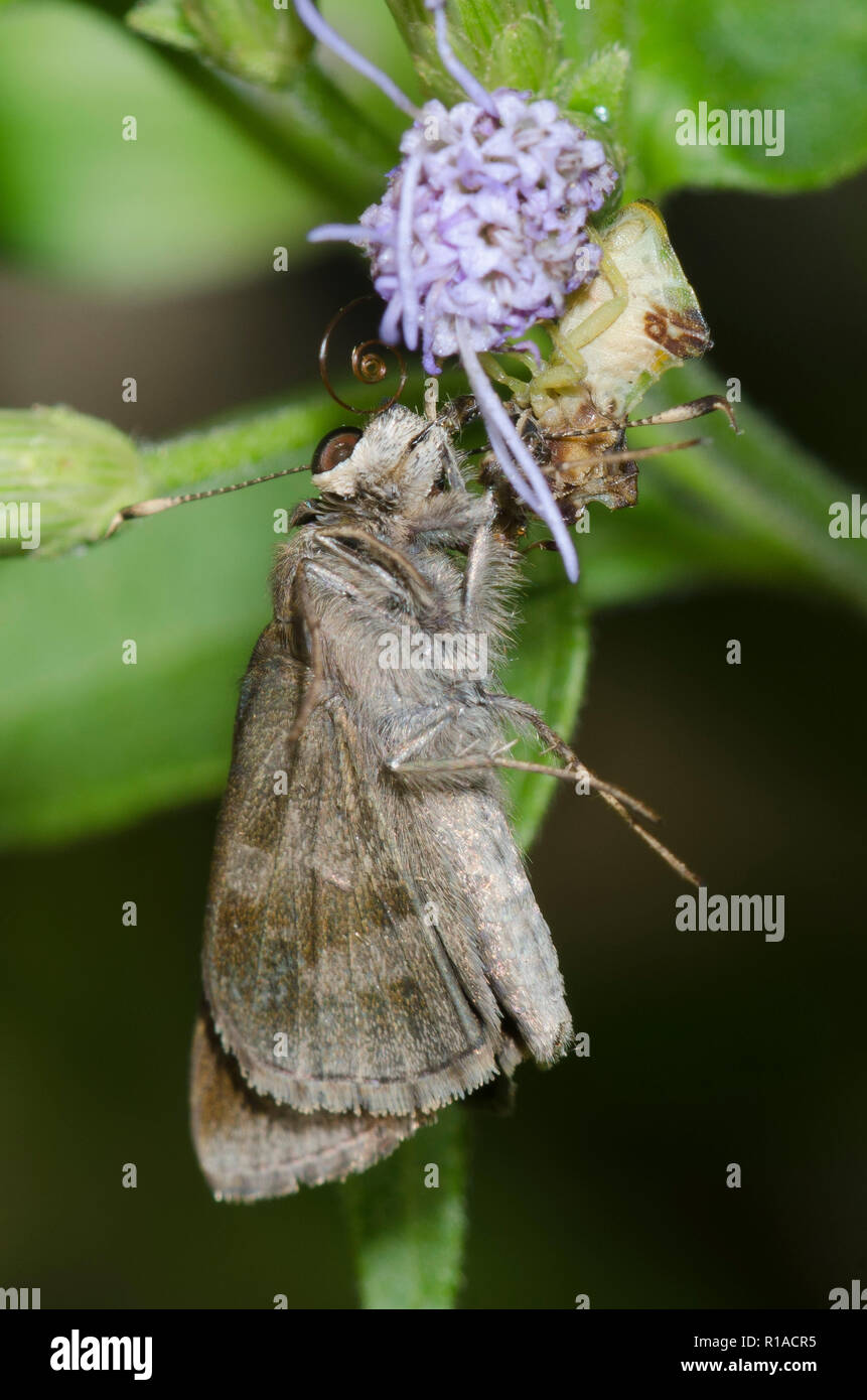 Jagged Ambush Bug, Phymata sp., with Fawn-spotted Skipper, Cymaenes ...