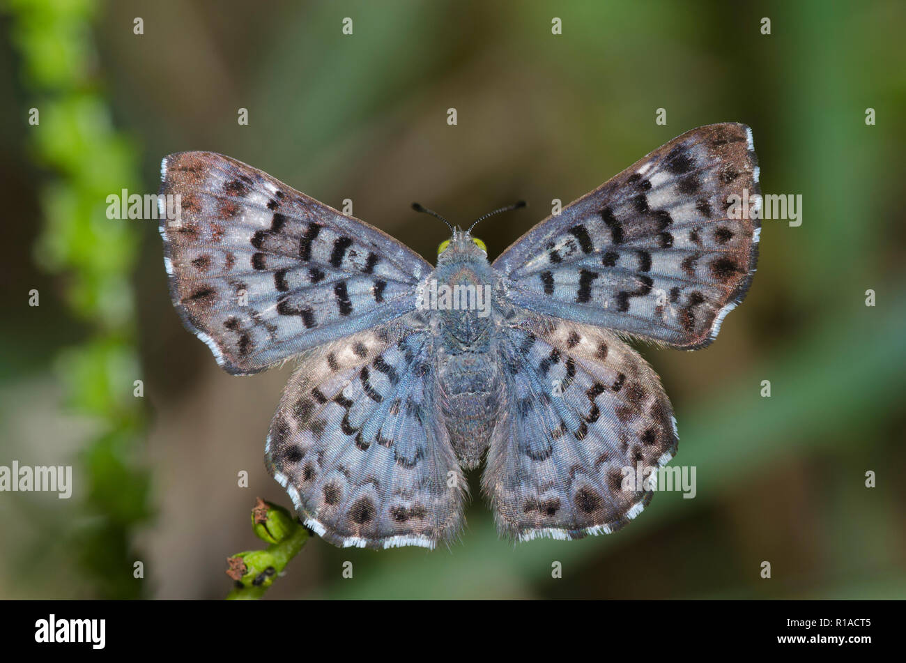 Blue Metalmark, Lasaia sula, female Stock Photo - Alamy