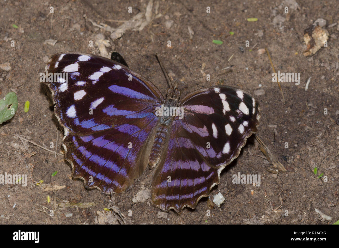 Mexican Bluewing, Myscelia ethusa Stock Photo - Alamy