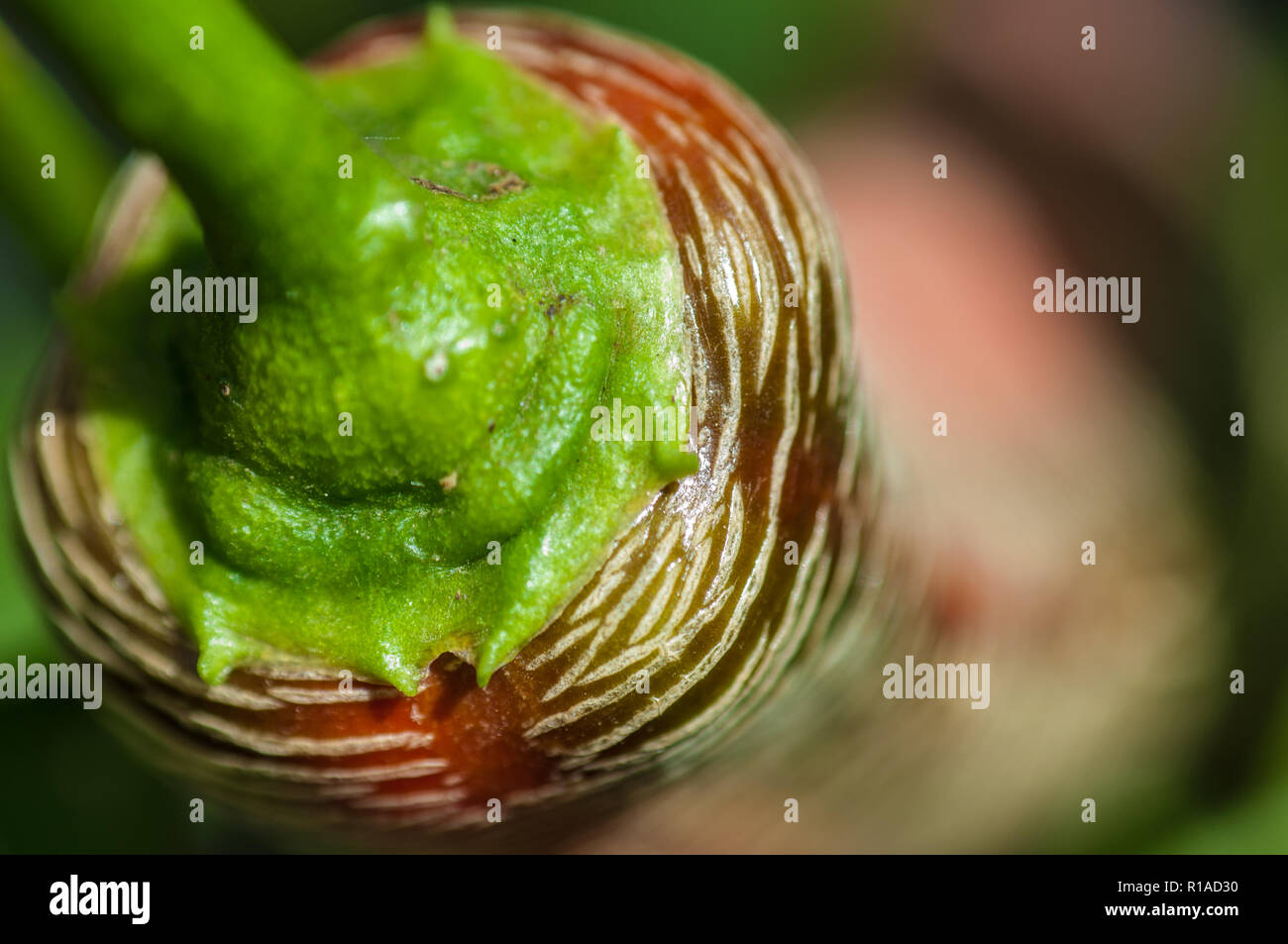 Elephant pepper hi-res stock photography and images - Alamy