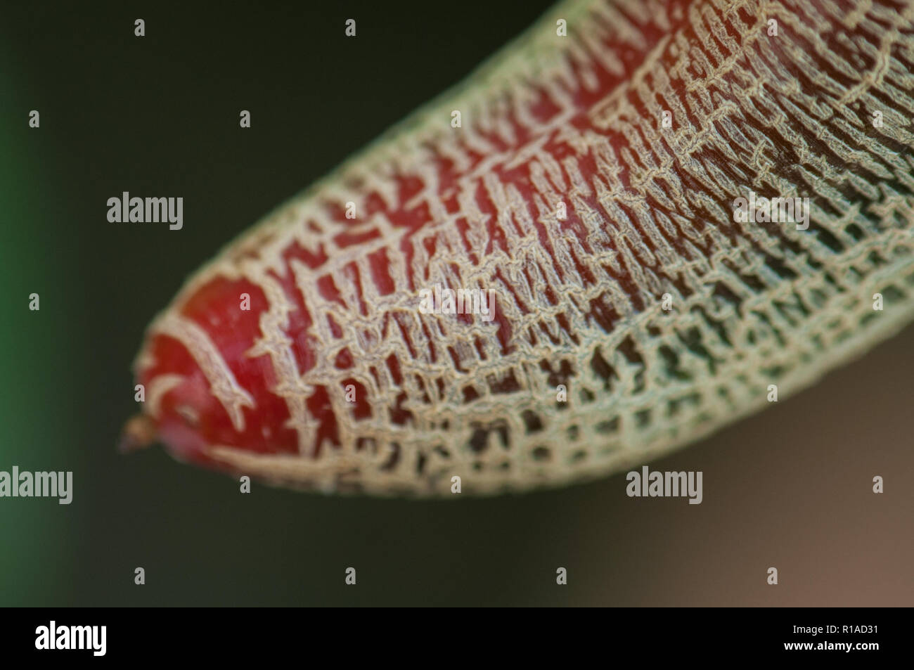 Elephant pepper hi-res stock photography and images - Alamy
