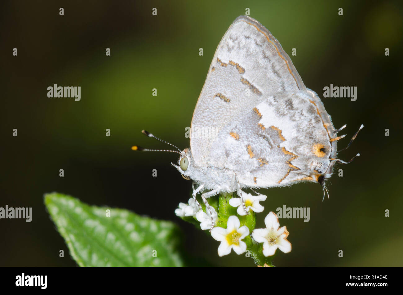 Clytie hi-res stock photography and images - Alamy