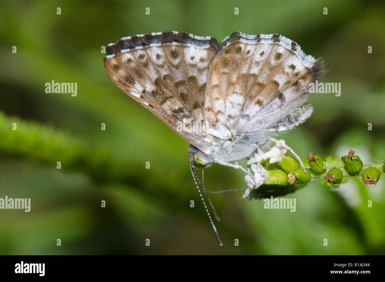 Blue metalmark butterfly hi-res stock photography and images - Alamy