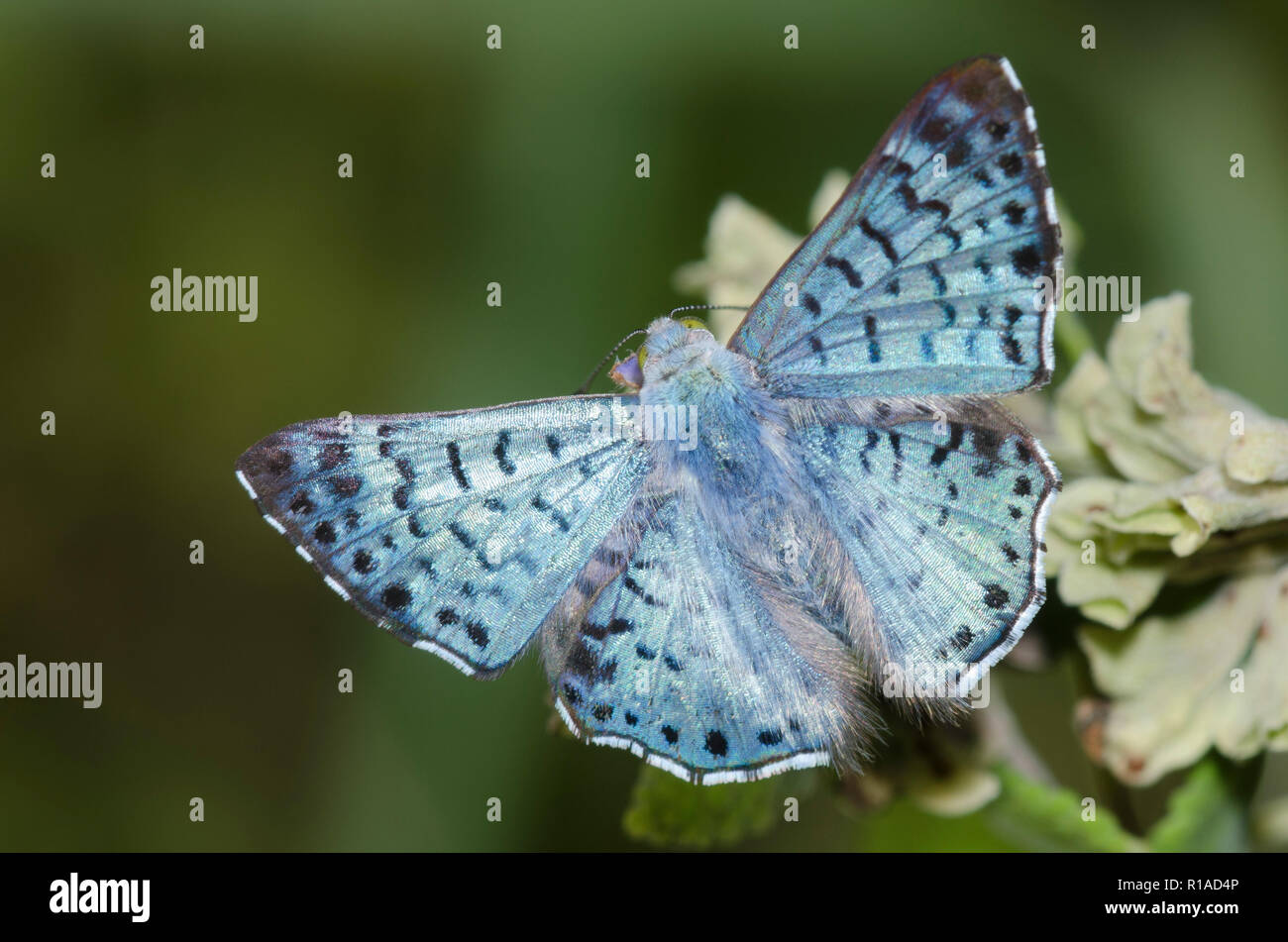 Blue metalmark butterfly hi-res stock photography and images - Alamy