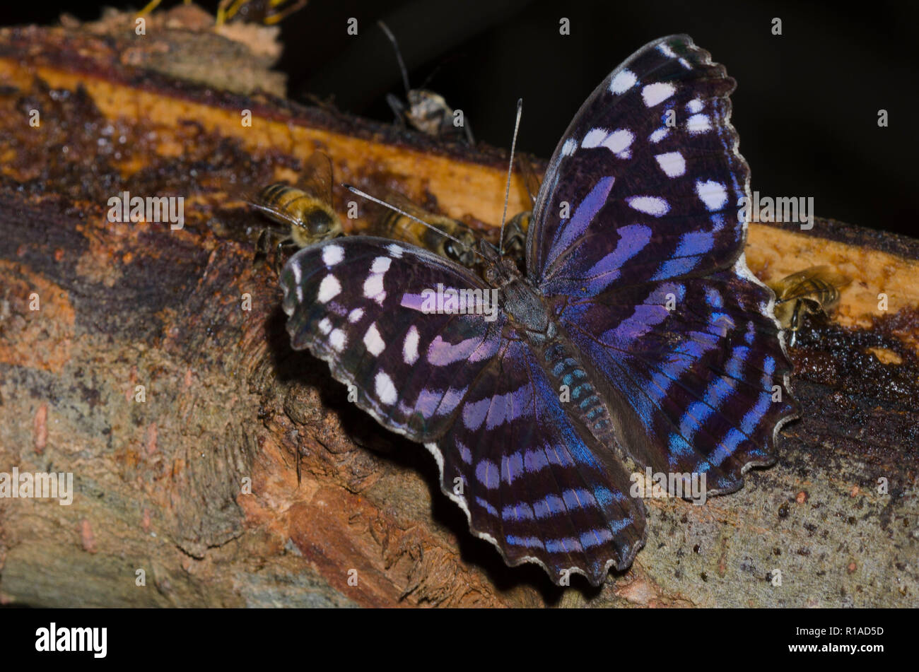 Mexican Bluewing, Myscelia ethusa, at bait station Stock Photo - Alamy