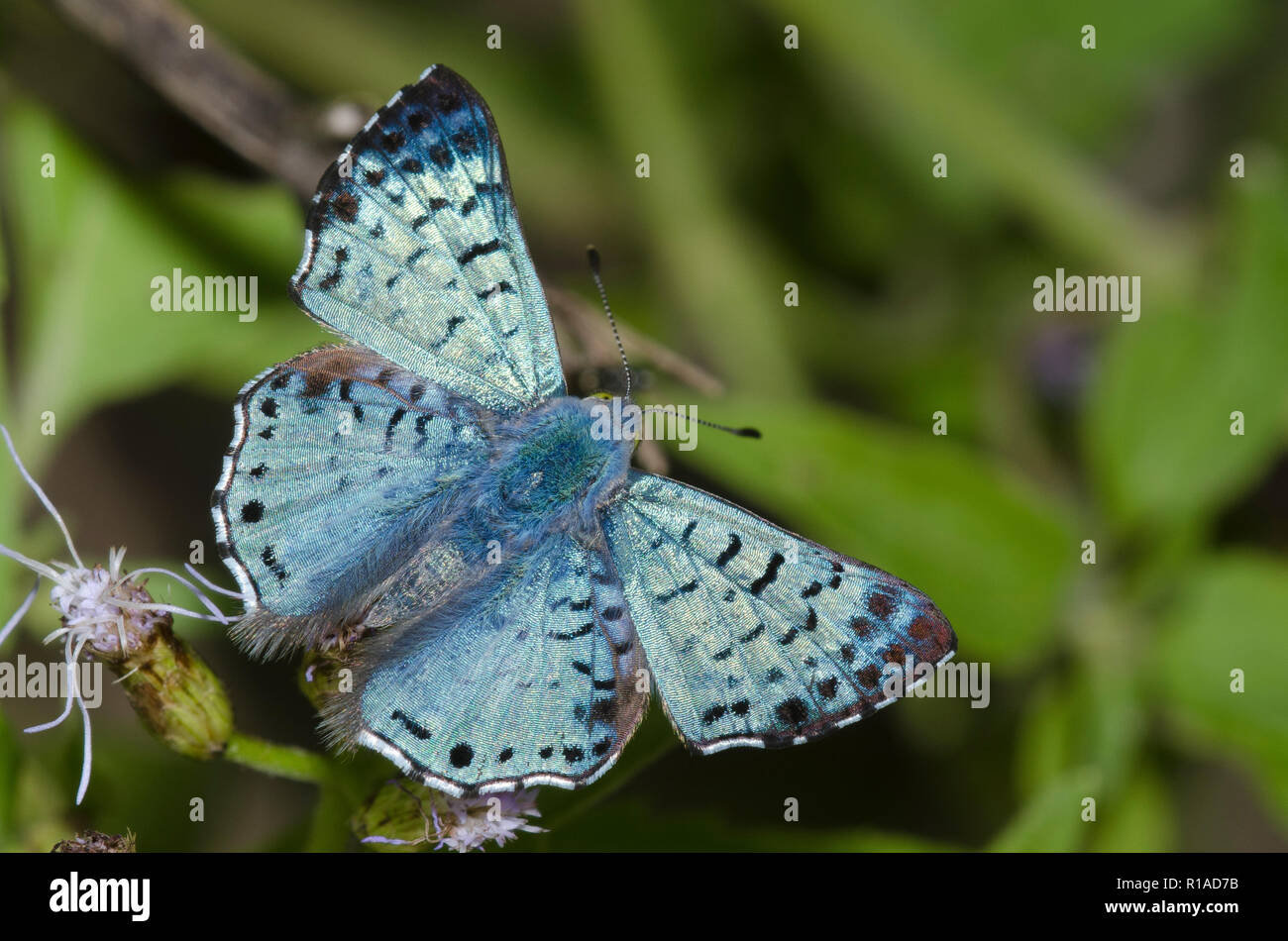 Blue Metalmark, Lasaia sula, male on mist flower, Conoclinium sp Stock ...