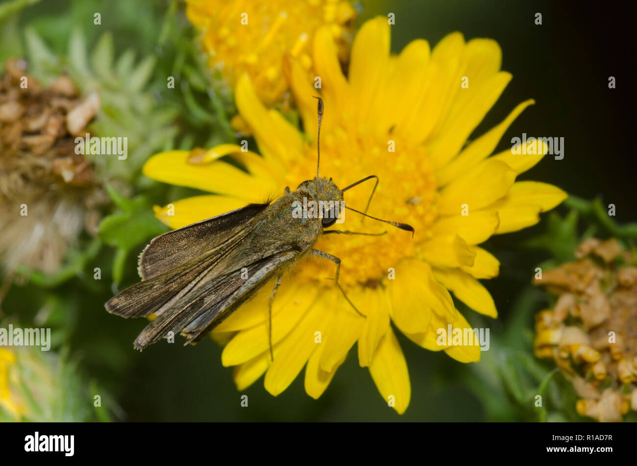 Obscure Skipper, Panoquina panoquinoides, female on Camphor Daisy ...