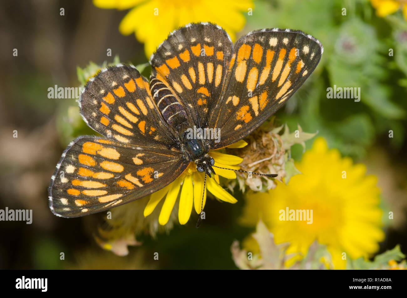 Theona Checkerspot, Chlosyne theona, female on Camphor Daisy ...