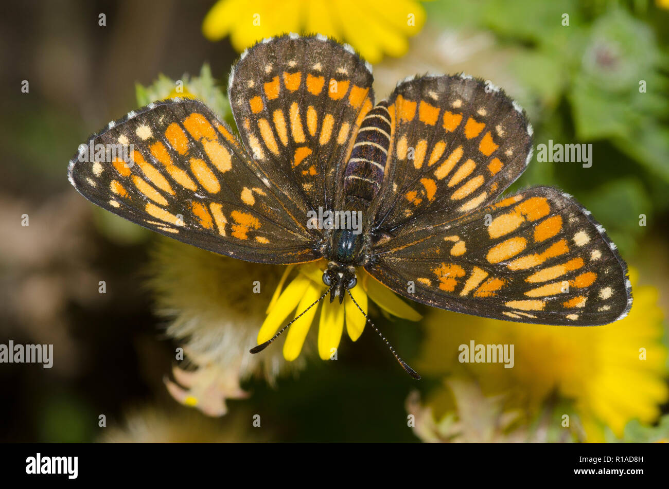 Theona Checkerspot, Chlosyne theona, female on Camphor Daisy ...