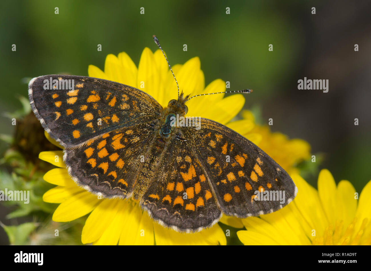 Camphor daisy hi-res stock photography and images - Alamy