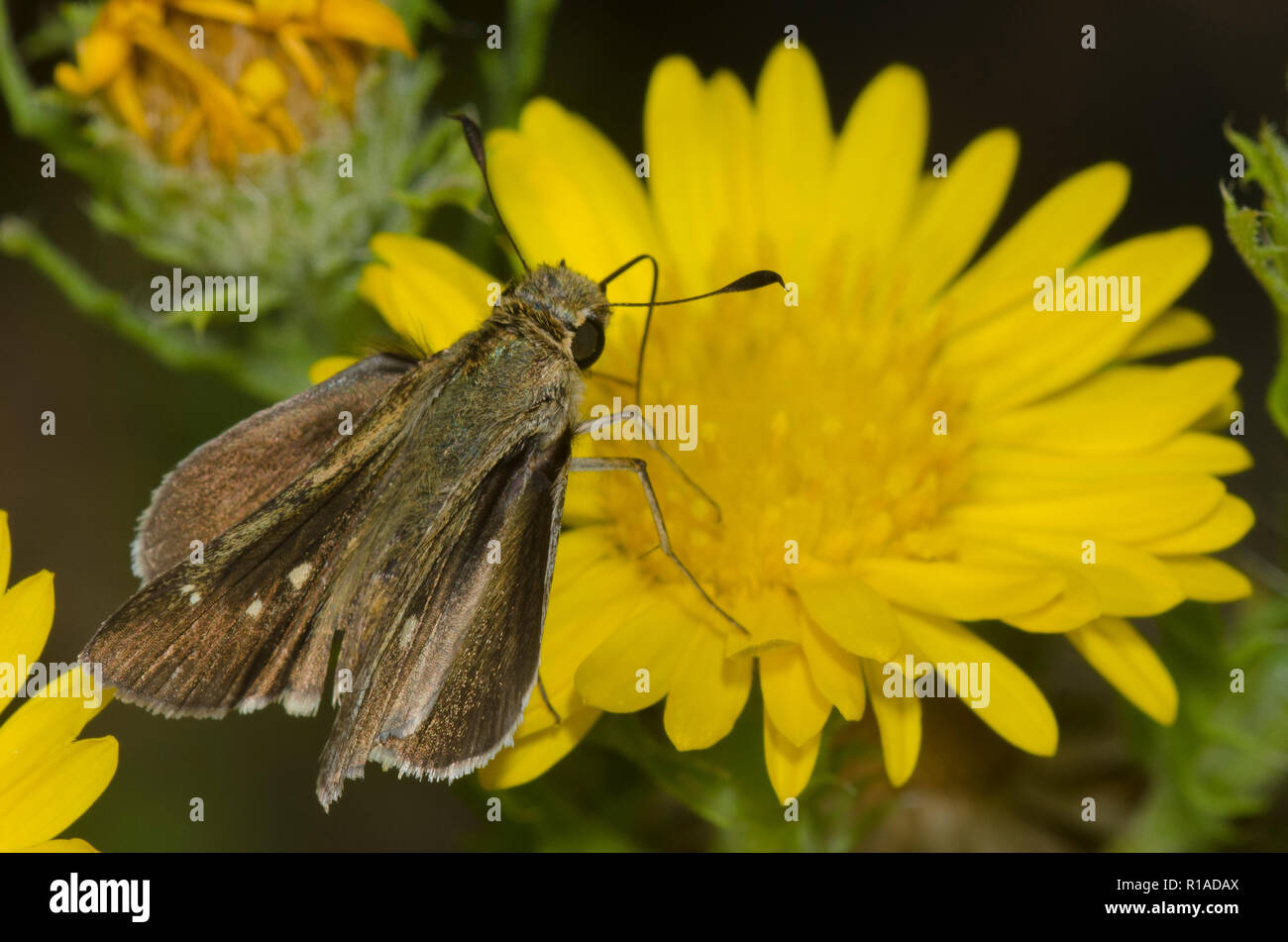 Obscure Skipper, Panoquina panoquinoides, on Camphor Daisy ...