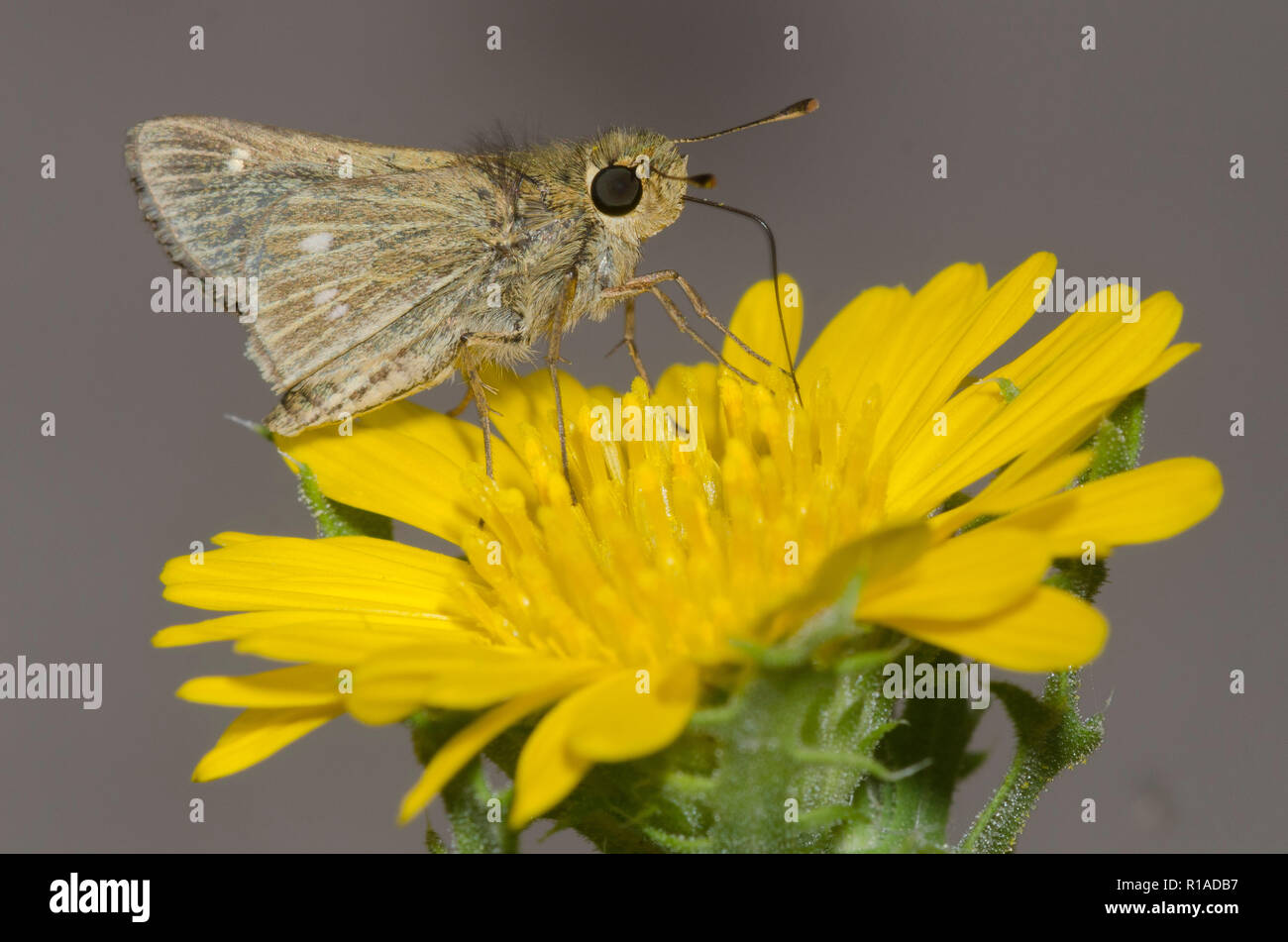Obscure Skipper, Panoquina panoquinoides, on Camphor Daisy ...