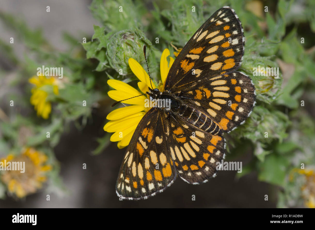 Theona Checkerspot, Chlosyne theona, female on Camphor Daisy ...